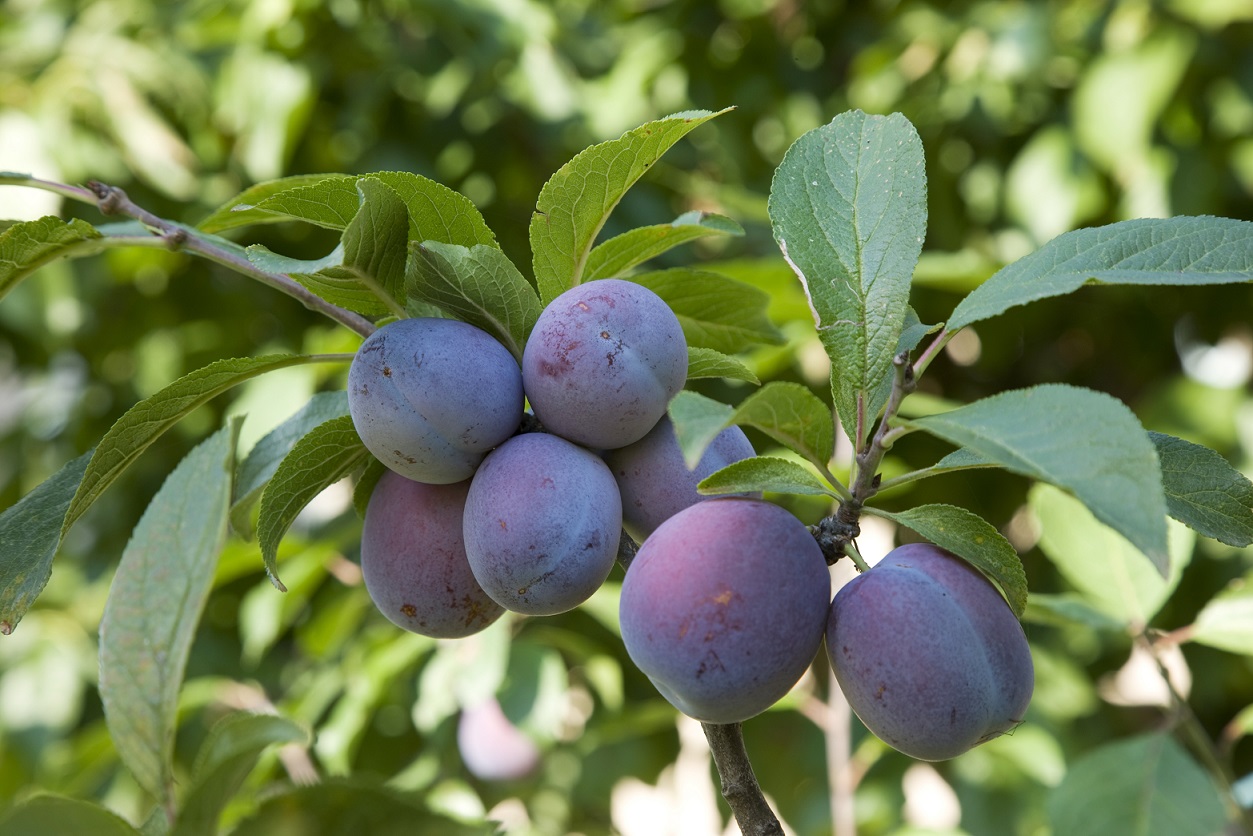 Sturdy U.S. plum market amid lower California supply - FreshFruitPortal.com