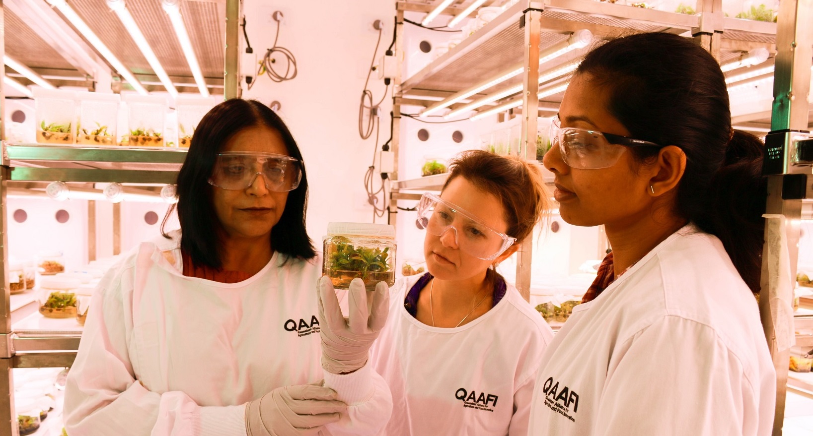 New Aussie tissue culture system supplies "500 times more avocado ...