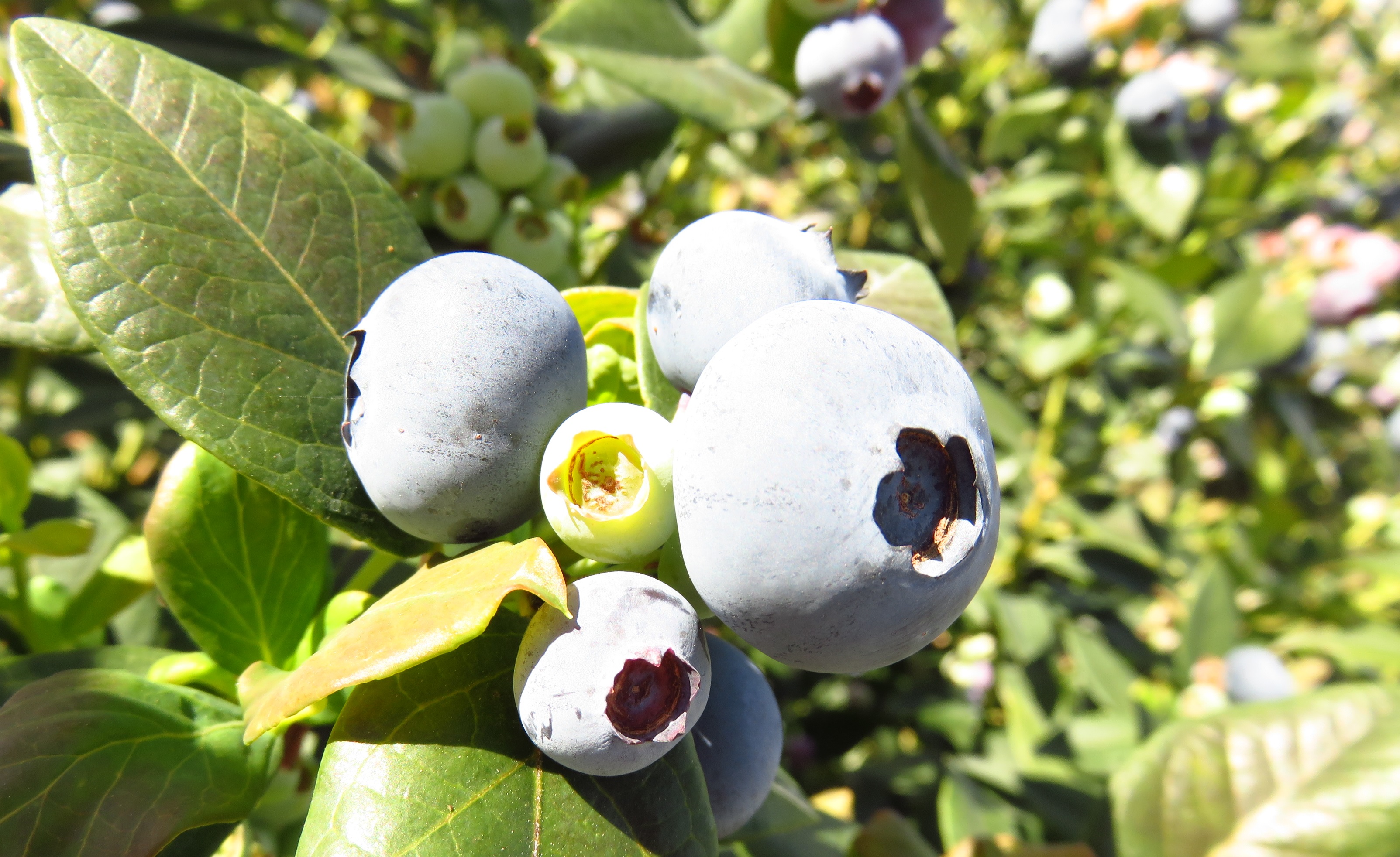 Blueberry promotion on the agenda at Australia Business Week in India ...