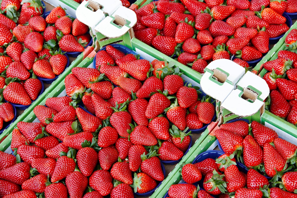 Peak California strawberry volumes extend through July ...