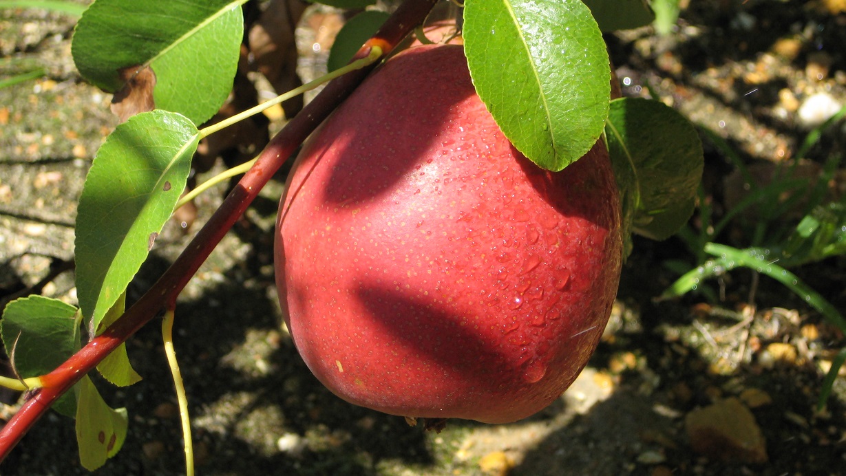 South Africa: Cheeky pear helps bridge bi-color supply gap ...