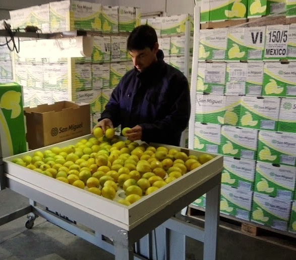 San Miguel sends first ever Argentine lemon exports to Mexico ...