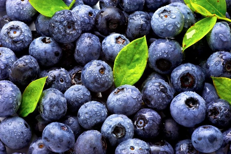 China "top of the tree" for blueberry market opportunities ...
