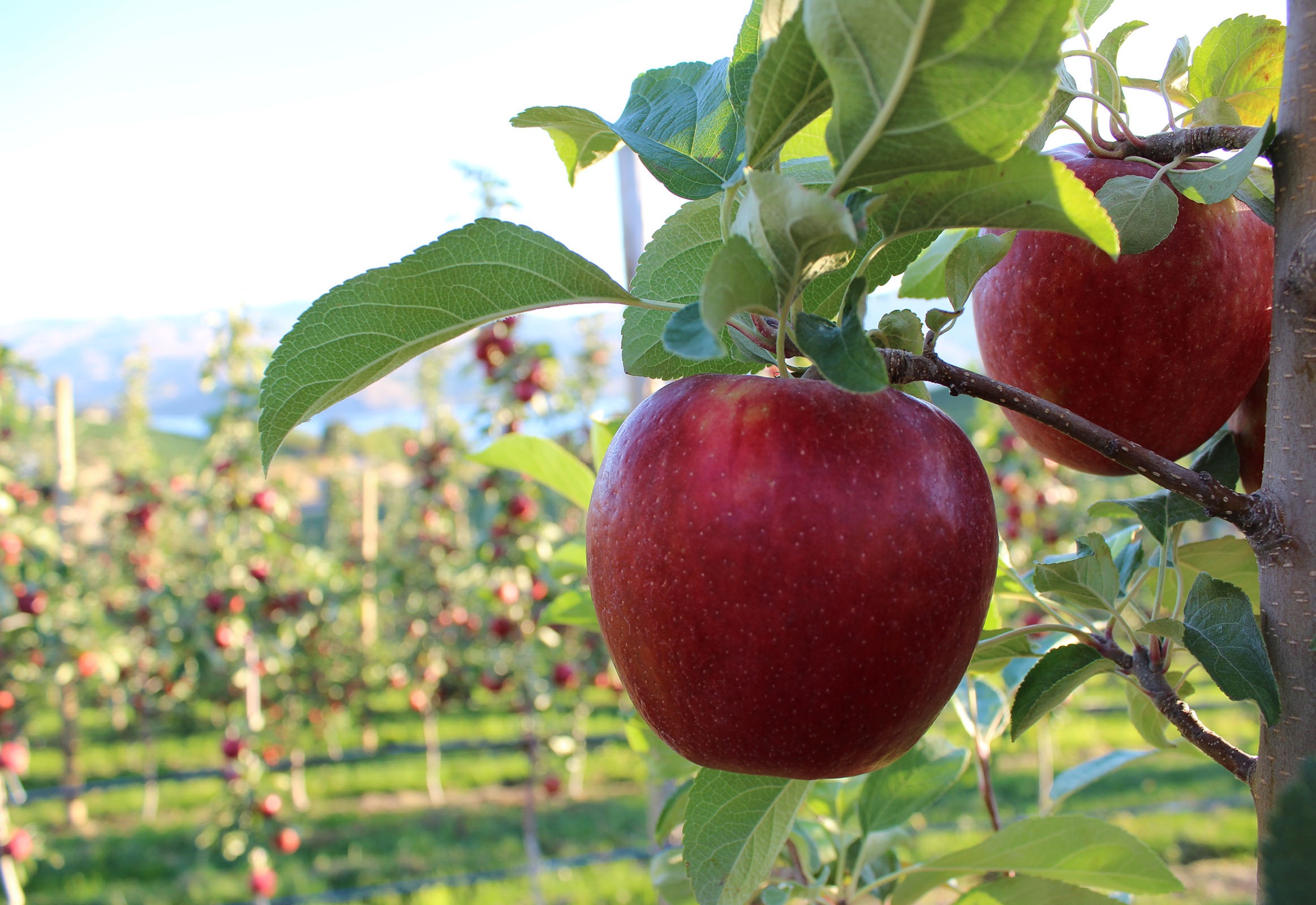 U.S.: More 'Juici' apple volumes to start flowing as planting ramps up ...