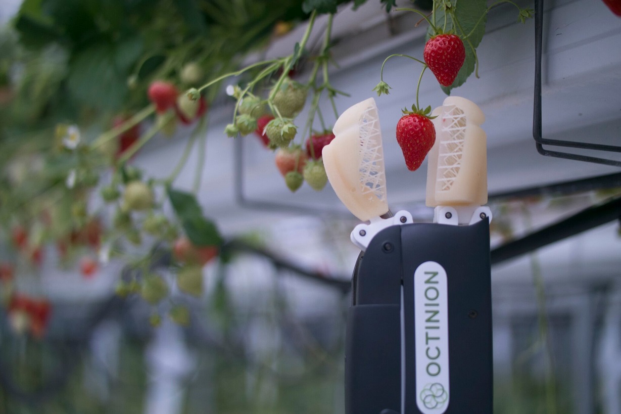 Octinion develops greenhouse strawberry picker and autonomous ...