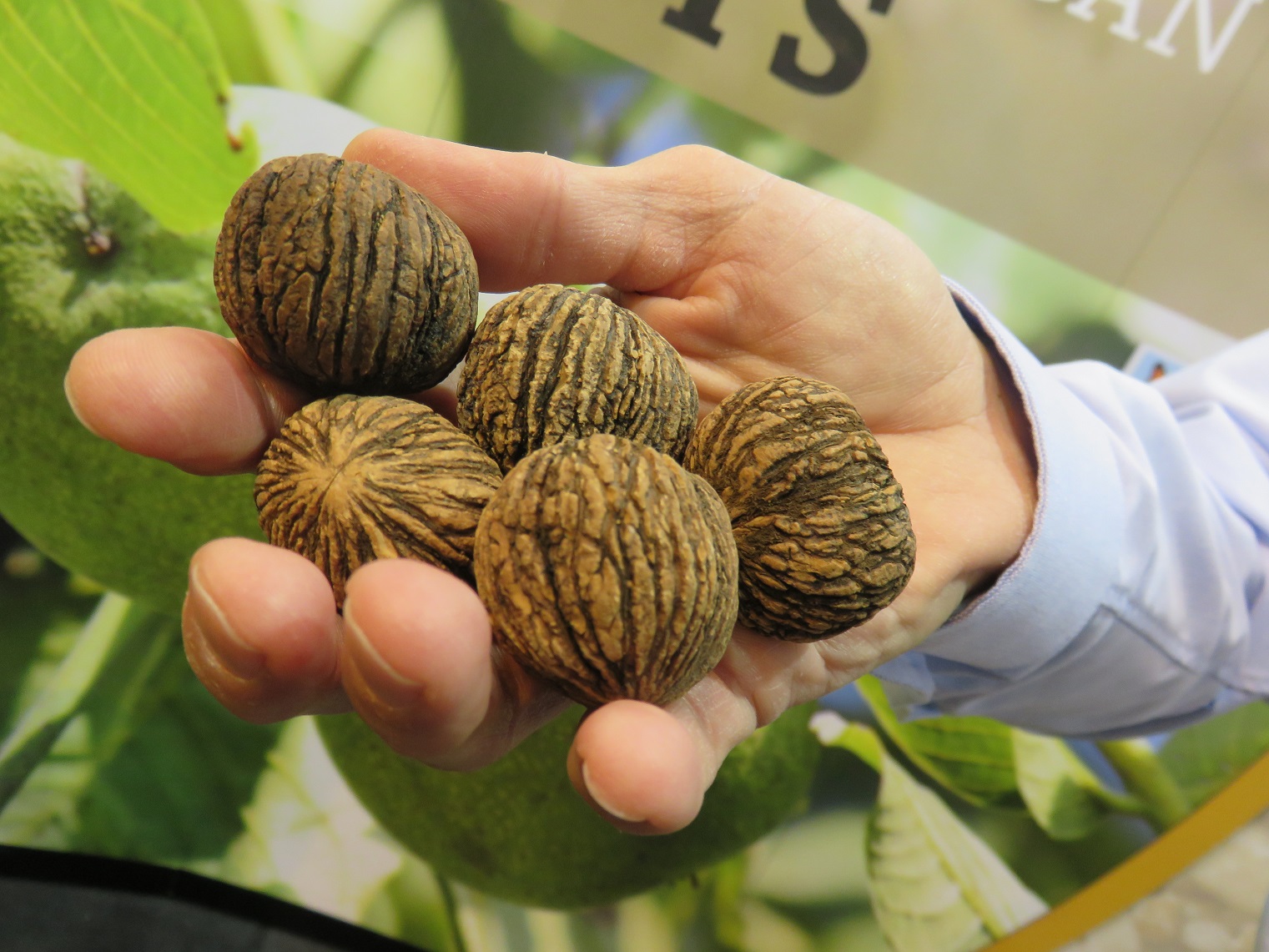 U.S.: Commercial black walnut production a "long-term goal" at Hammons ...