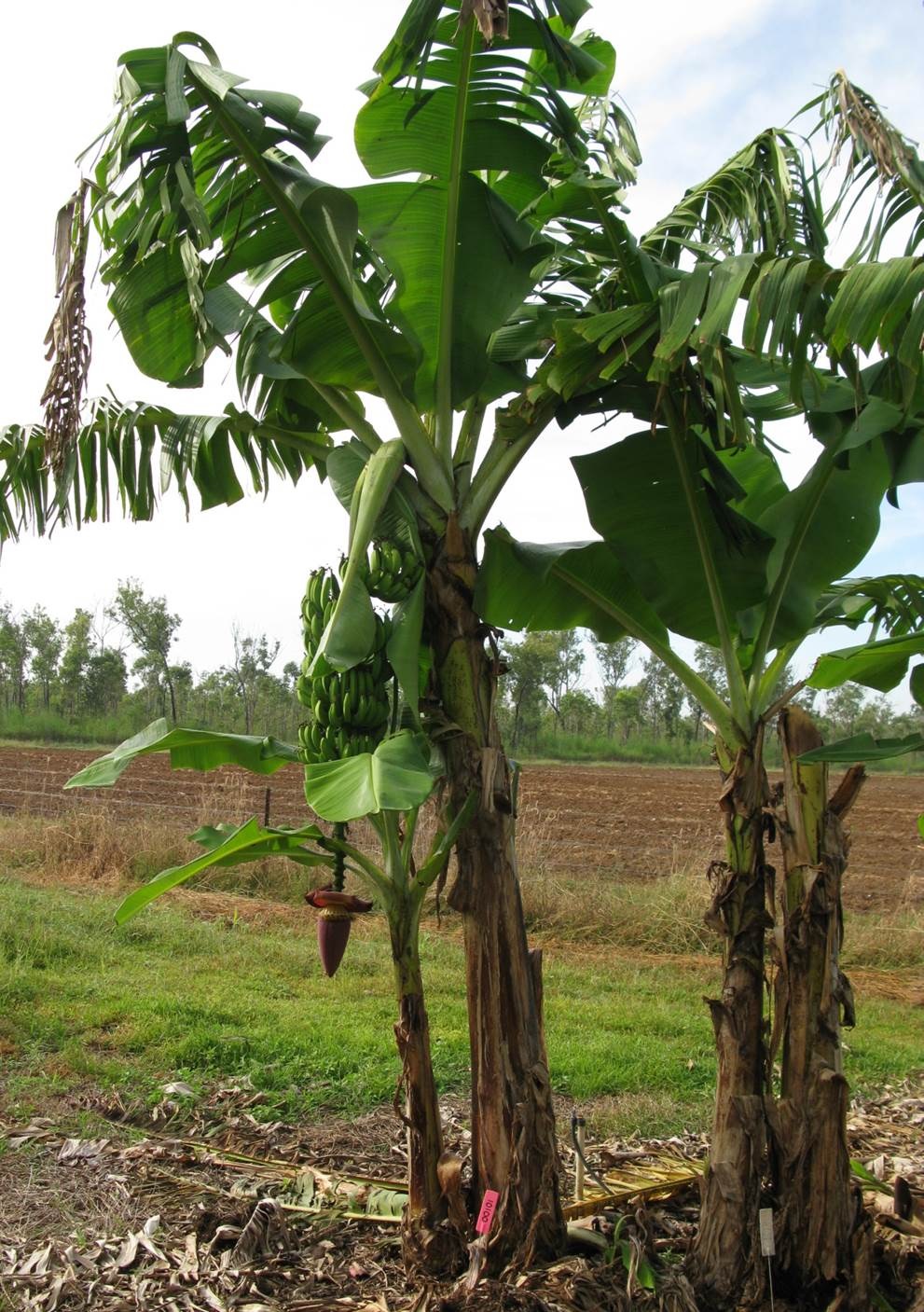 Australian university develops bananas with Panama Disease TR4 ...
