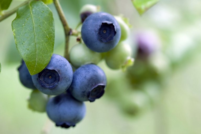 Argentine blueberry sector bolsters Medfly eradication plan with SIT ...