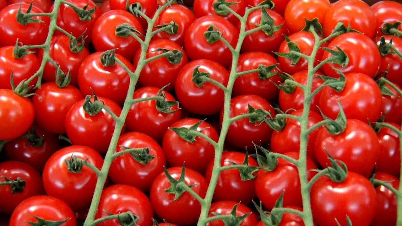 Netherlands applies for Chinese tomato market access - FreshFruitPortal.com