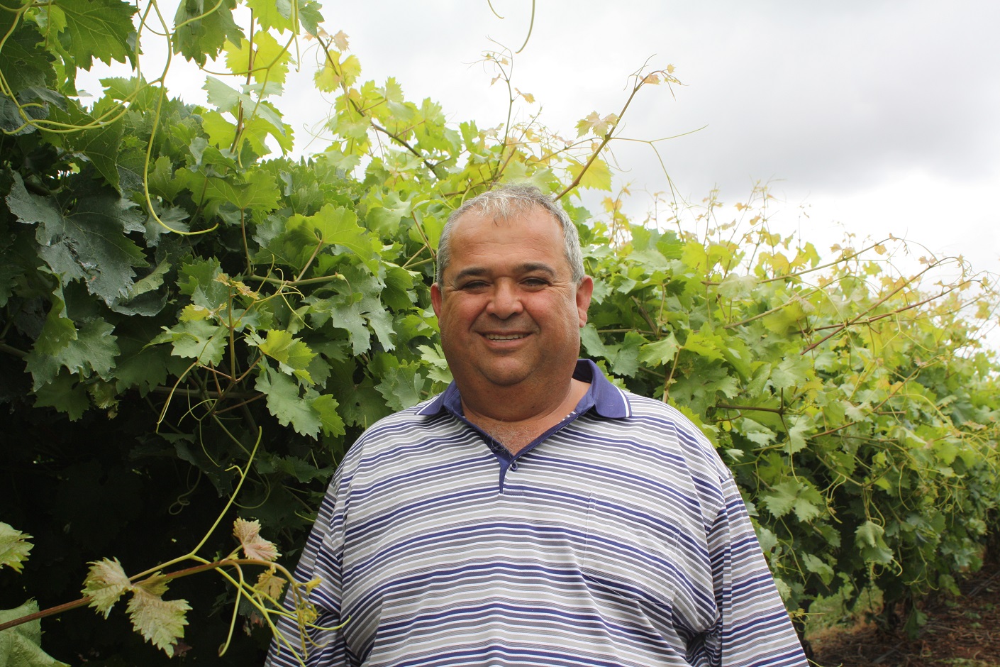 New chairman for Australian Table Grape Association - FreshFruitPortal.com