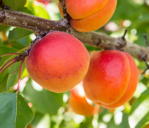 New Zealand launches new late-season apricot varieties ...