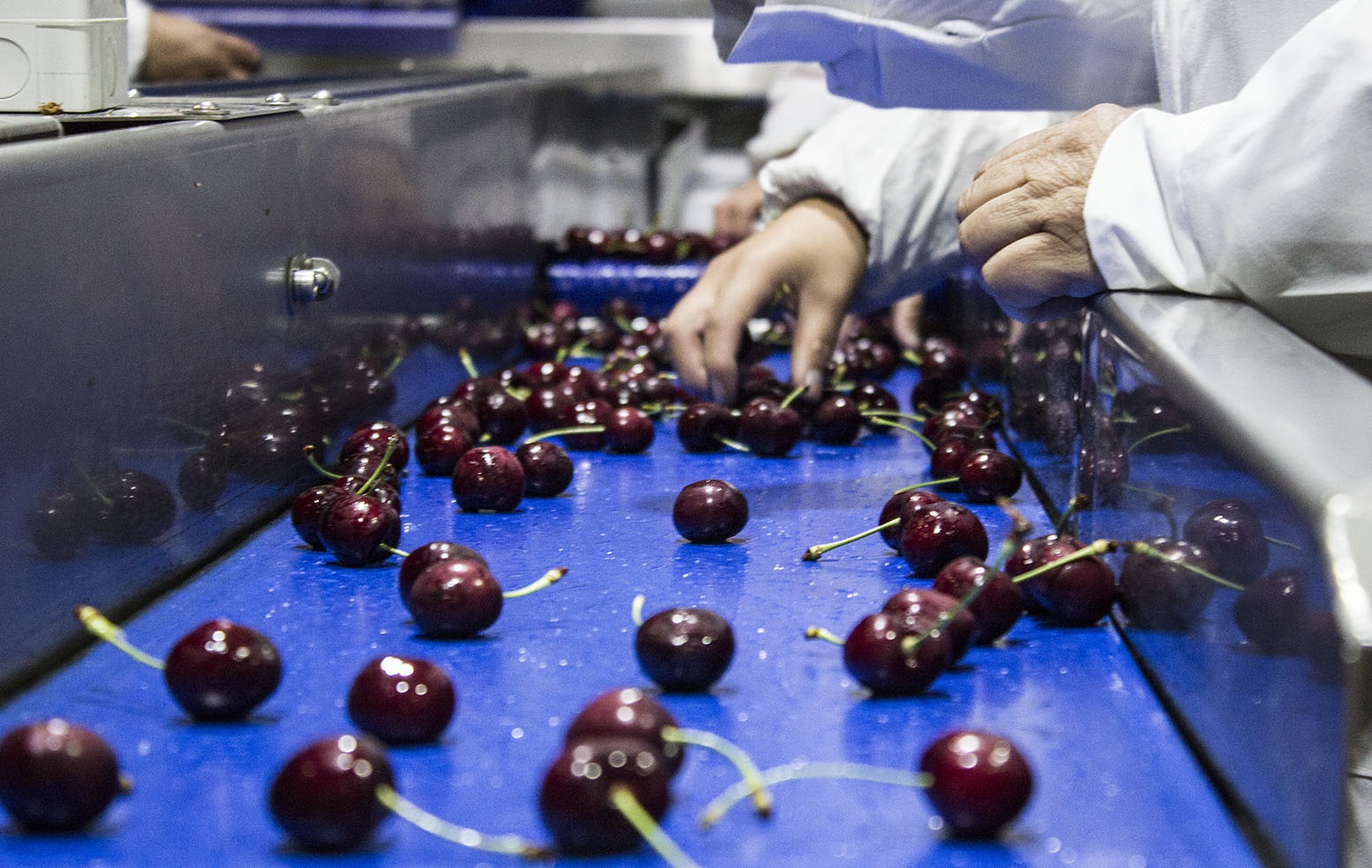 New ideas, business to stem for Global Cherry Summit - FreshFruitPortal.com