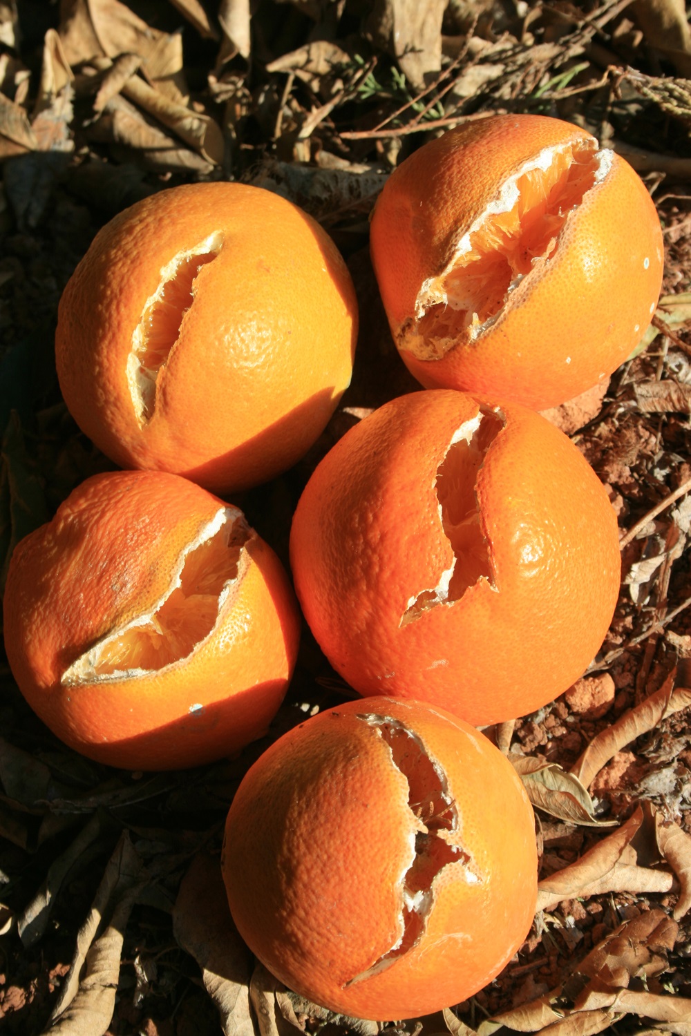 Spain: Inclement weather could damage 2018-19 citrus crop, claims IGP ...