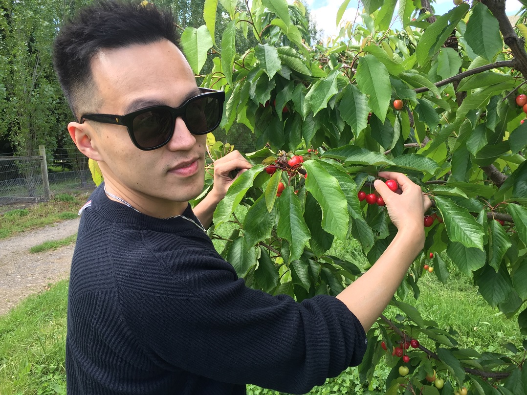 Imported cherries ‘no longer a premium product’ for China, claims ...