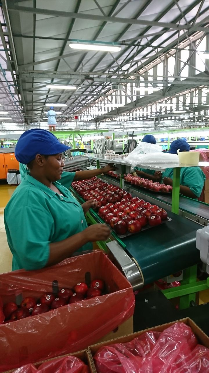 South Africa: Tru-Cape to "at least match" 2017 pome fruit volumes ...