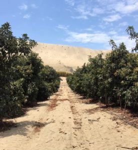 Maluma yields outperform Hass in Peruvian avocado trials, claims Talsa ...