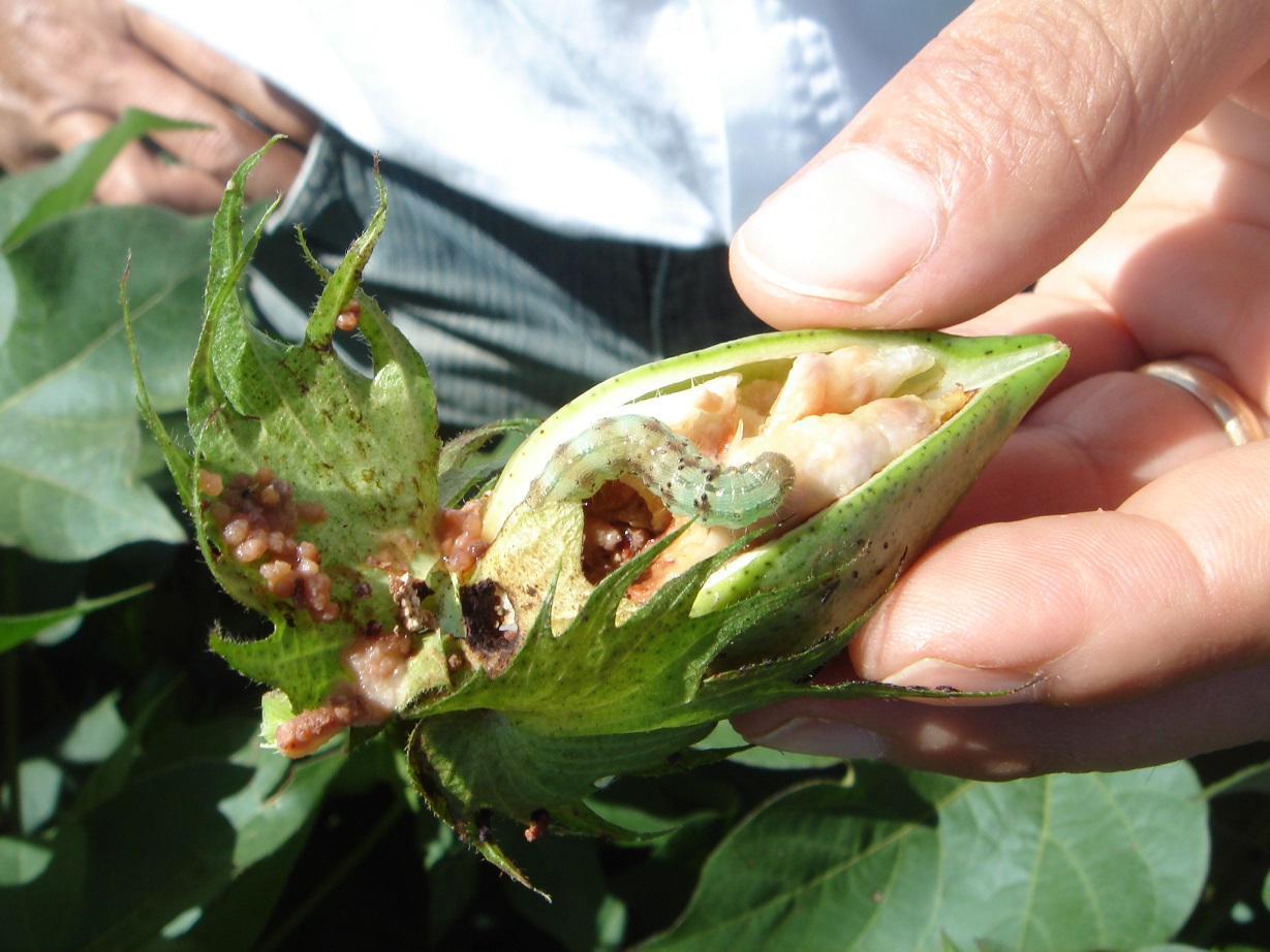 "Mega-pest" hybrid discovered by scientists - FreshFruitPortal.com