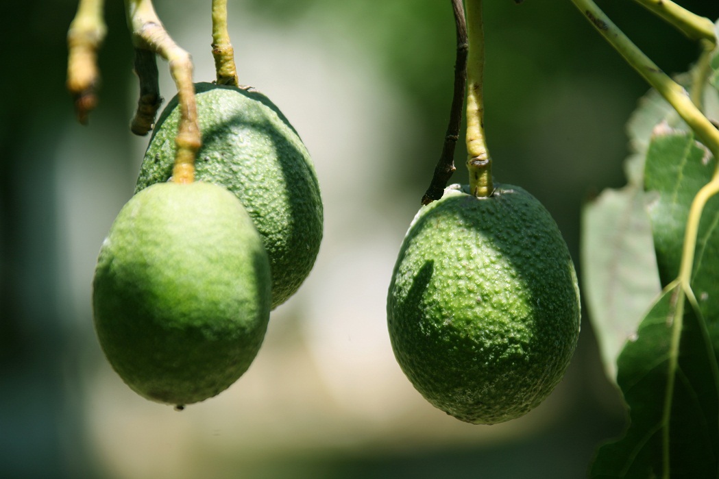 Colombia: Westfalia and Agricom open biggest avocado packhouse ...