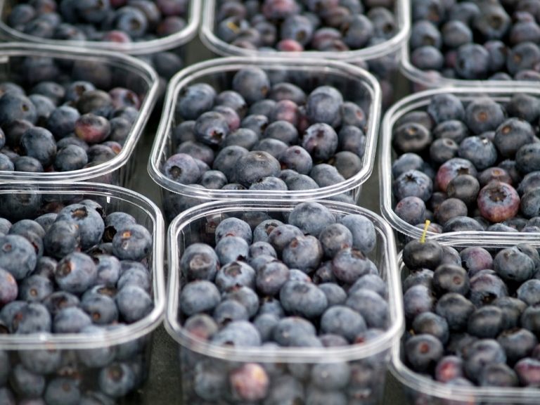 Indian blueberry sector tests its roots - FreshFruitPortal.com