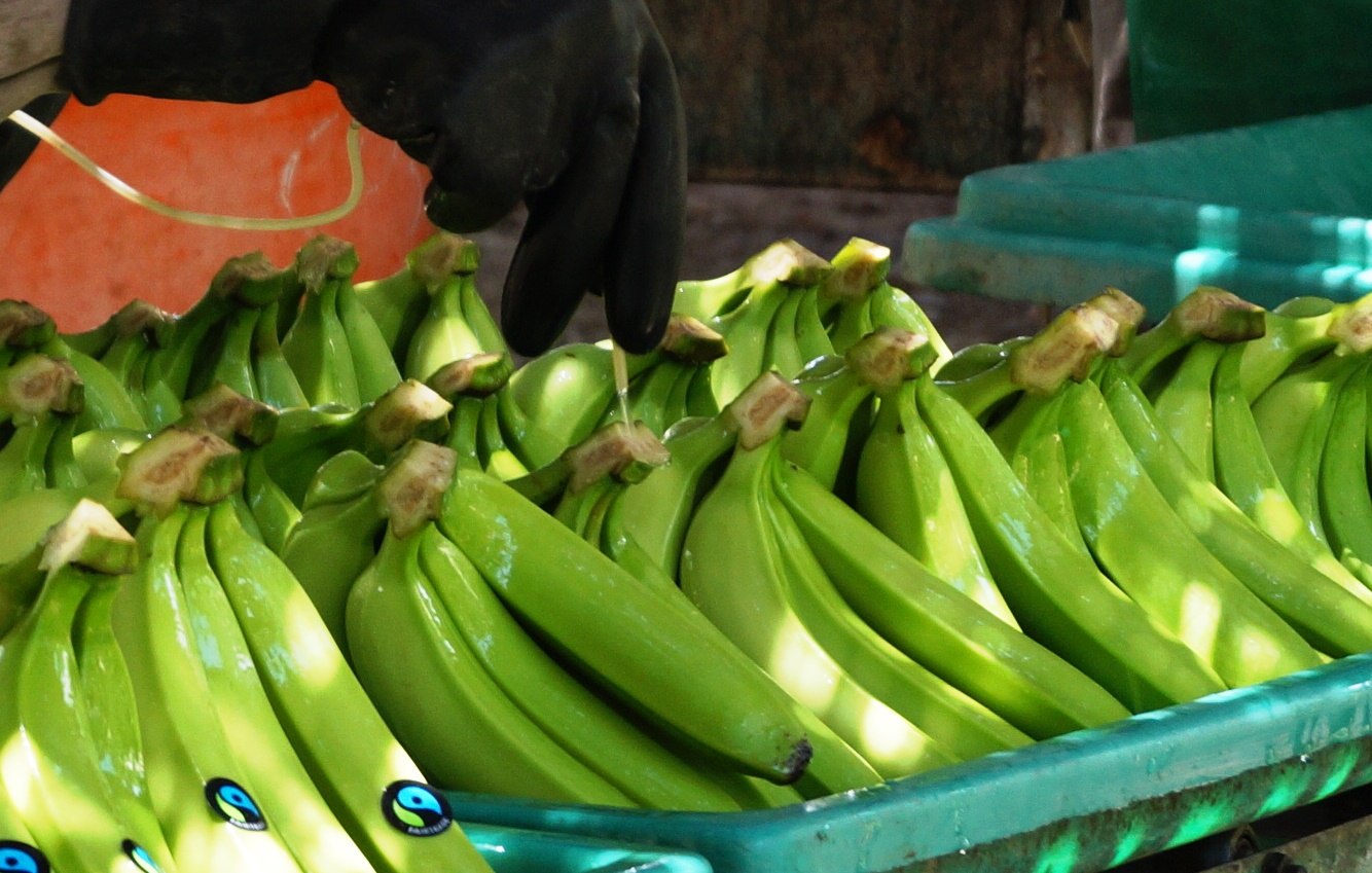Peru seeks to export to niche markets through banana diversification ...