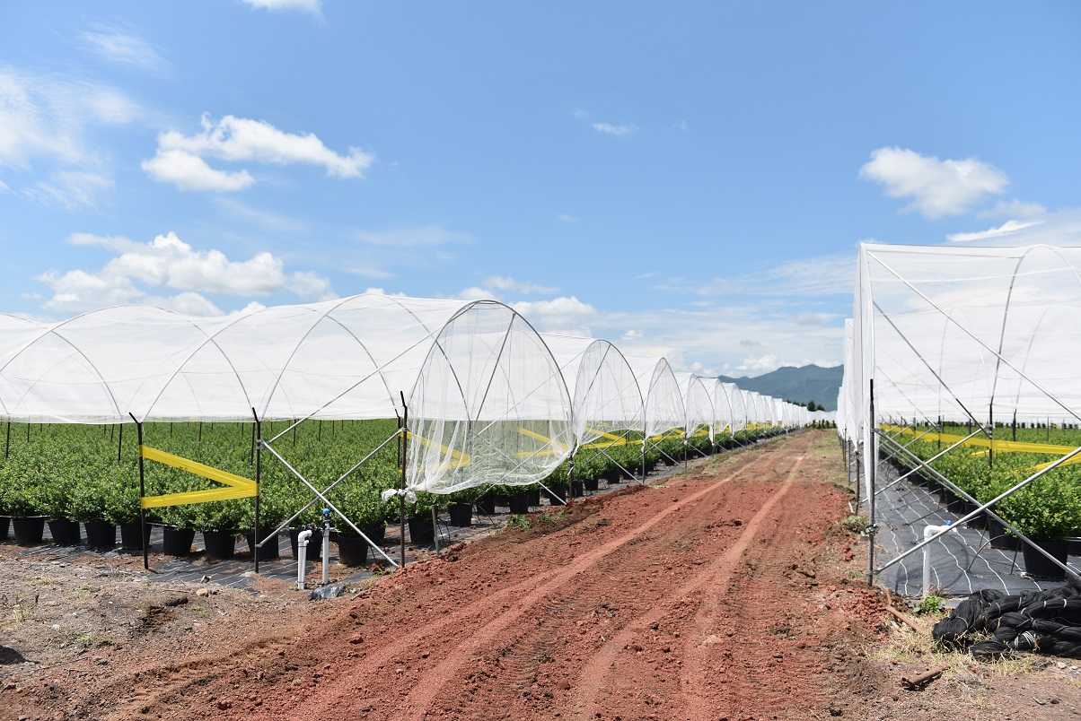 Mexico’s Agriculture at a Crossroads: Battling Water Scarcity and Labor ...