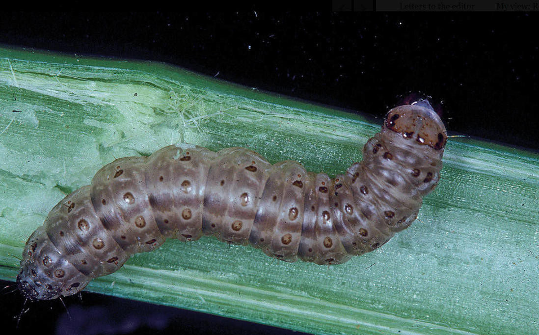 Climate change could lead to more, hungrier crop-eating insects ...