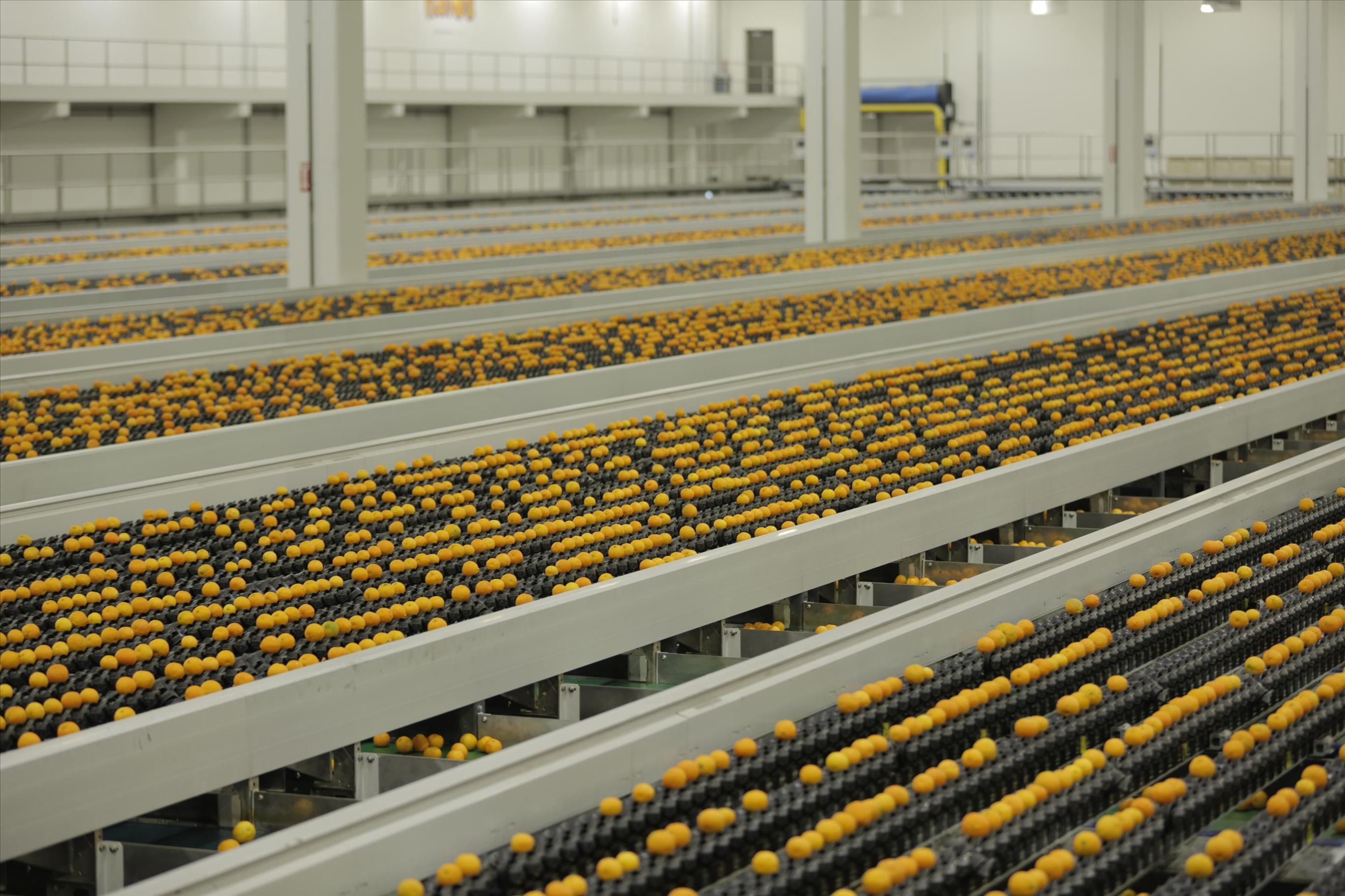 Compac's new Sizer Simulator 'removes packhouse trial and error', says ...