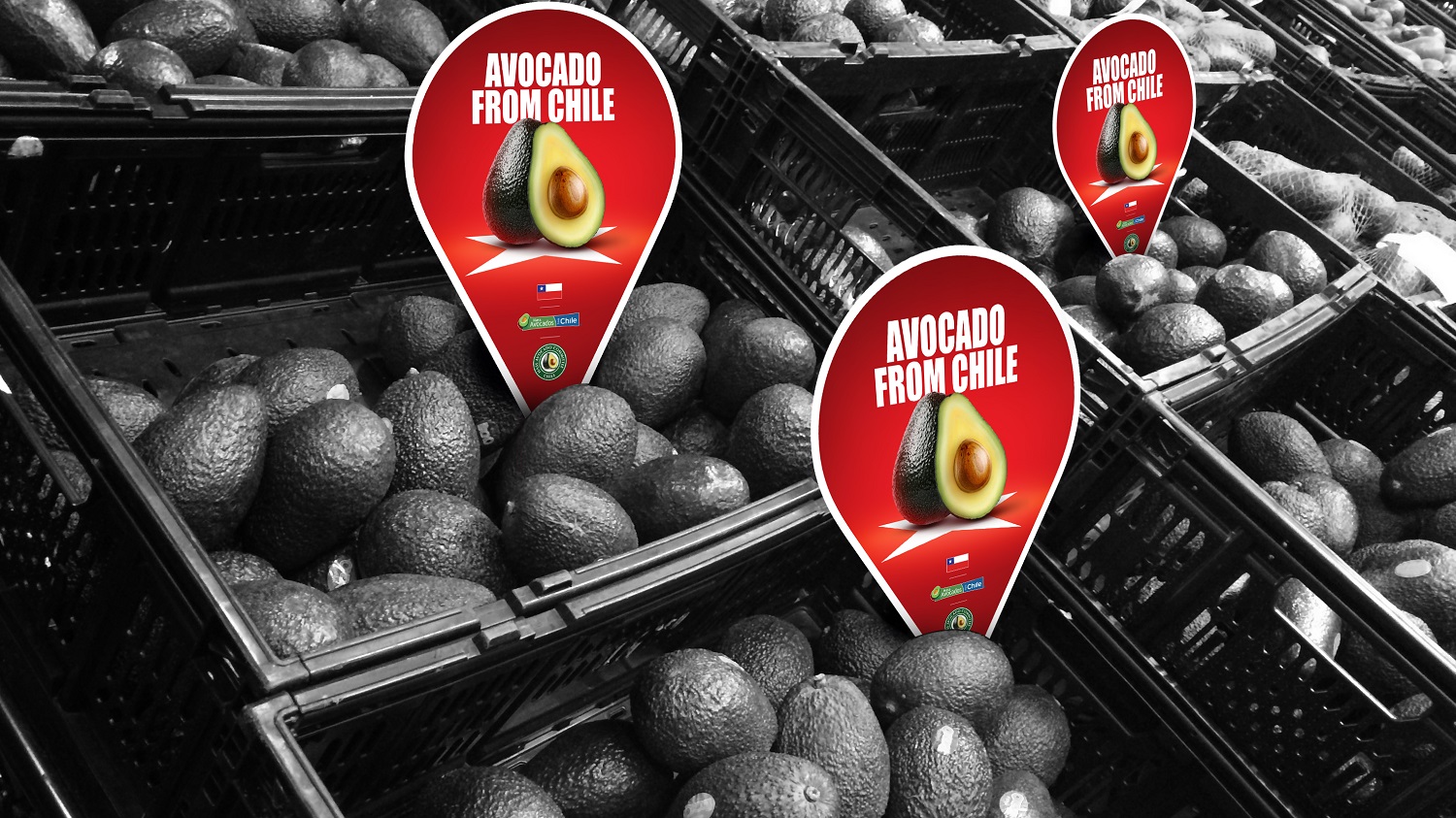 Chile's Hass Avocado Committee kicks off promotional campaign in China ...