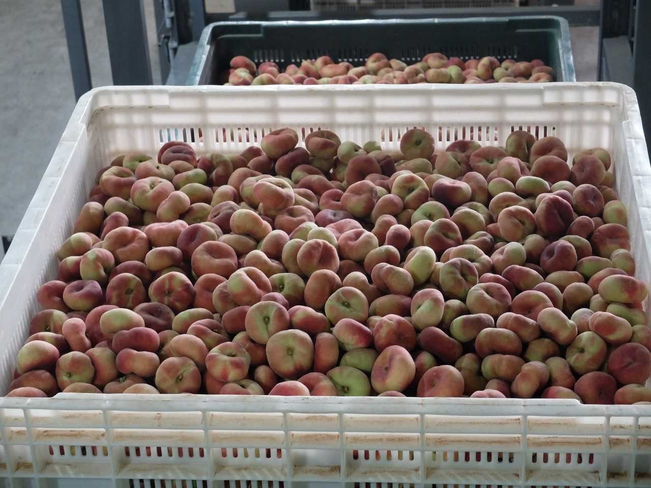 Project looks at adding antimicrobials to stone fruit