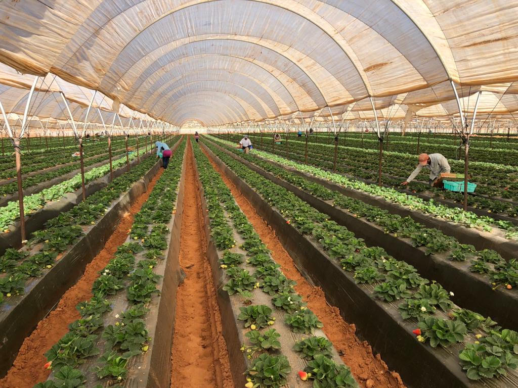 Berry People expands Baja California organic strawberry program ...