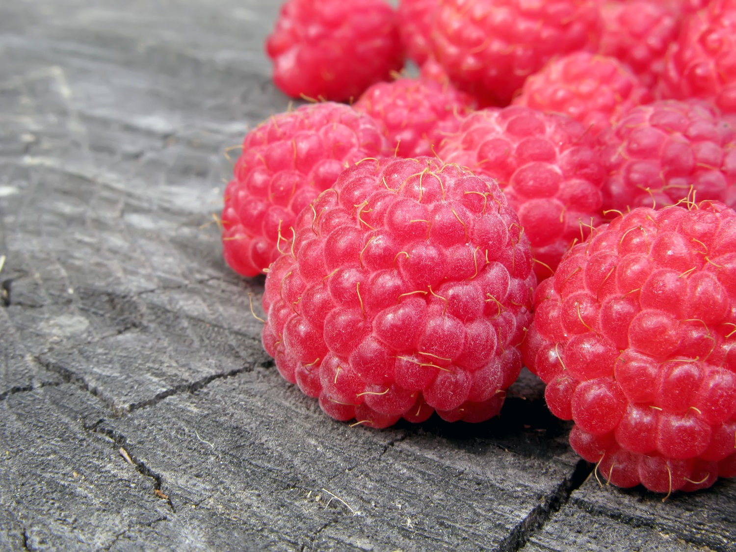 Chile: New jumbo raspberries launched for warmer climates ...