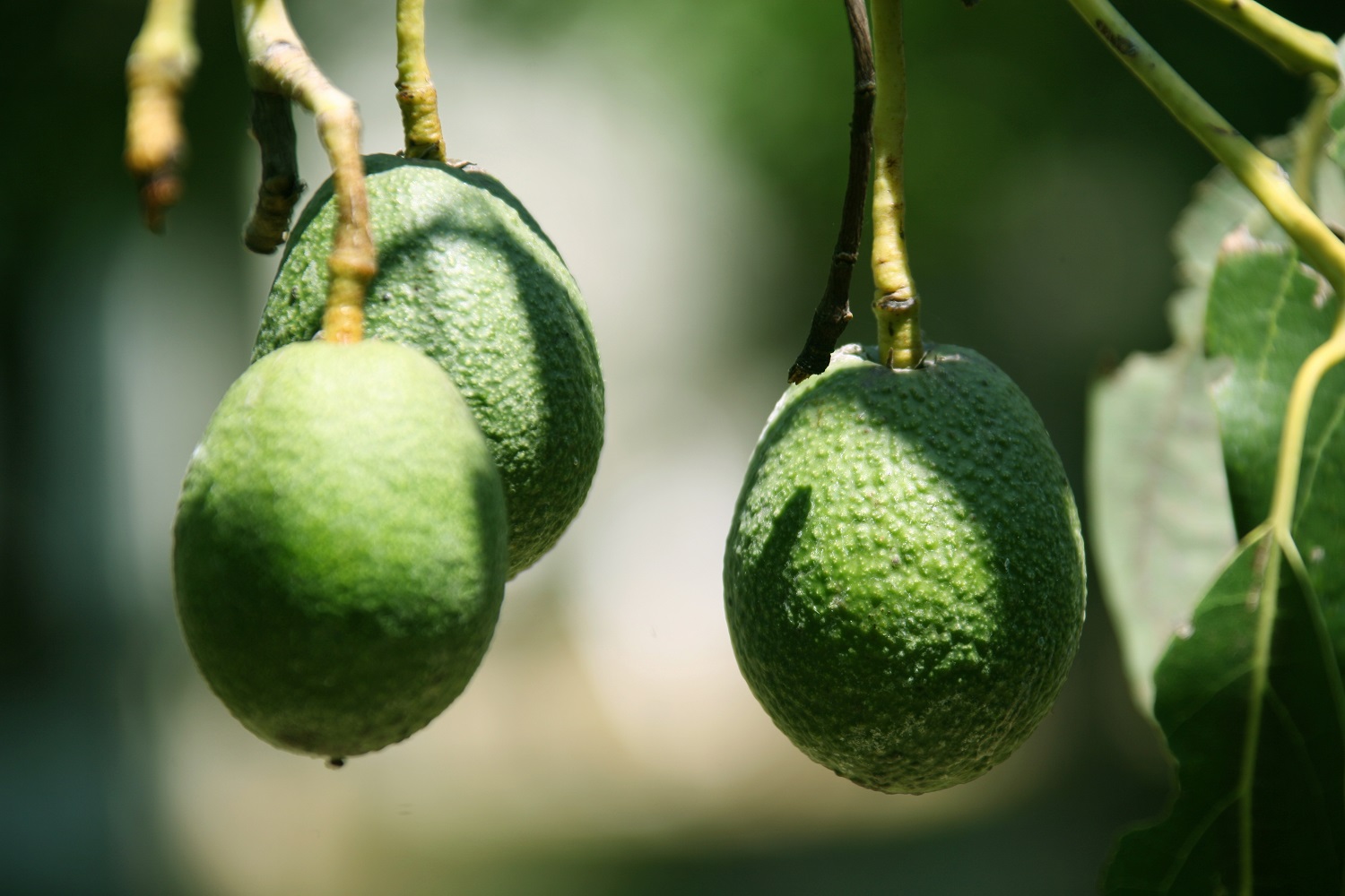 Spain's largest avocado cooperative expands into Portugal ...