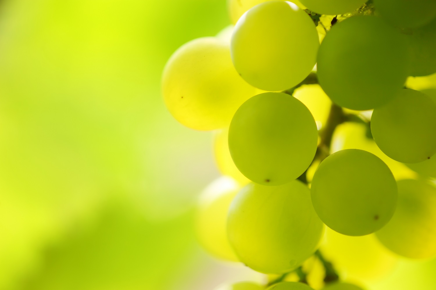 South African table grapes see eary export uptick - FreshFruitPortal.com