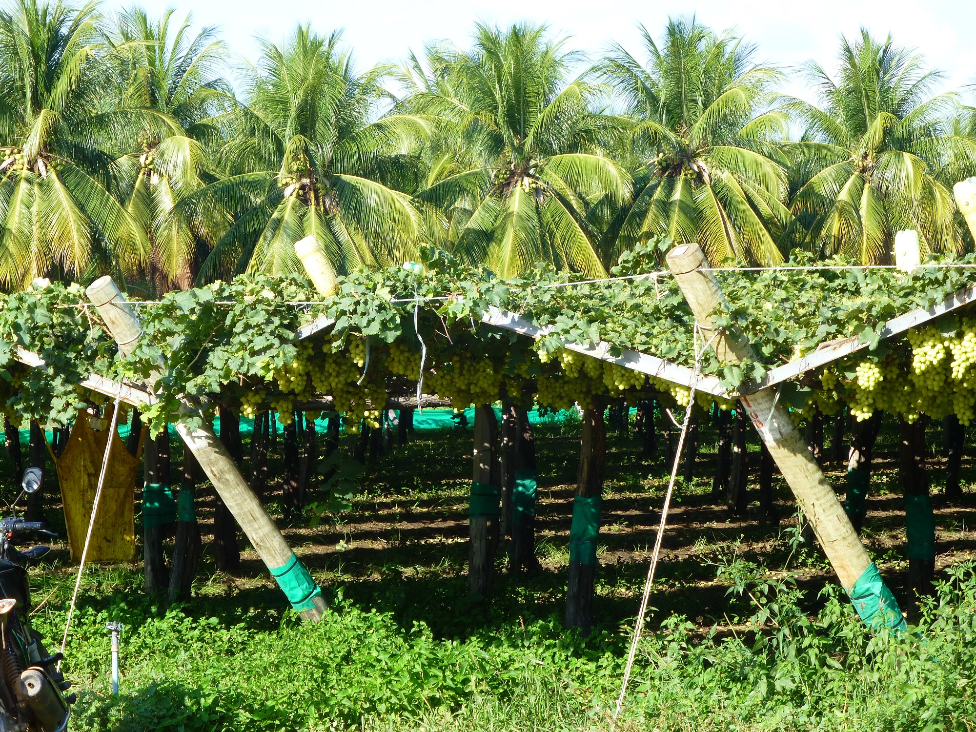 Indian development, global expansion and new varieties: Grapa talks ...