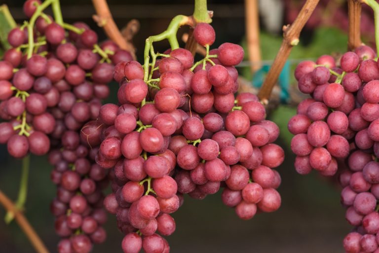 Indian development, global expansion and new varieties: Grapa talks ...