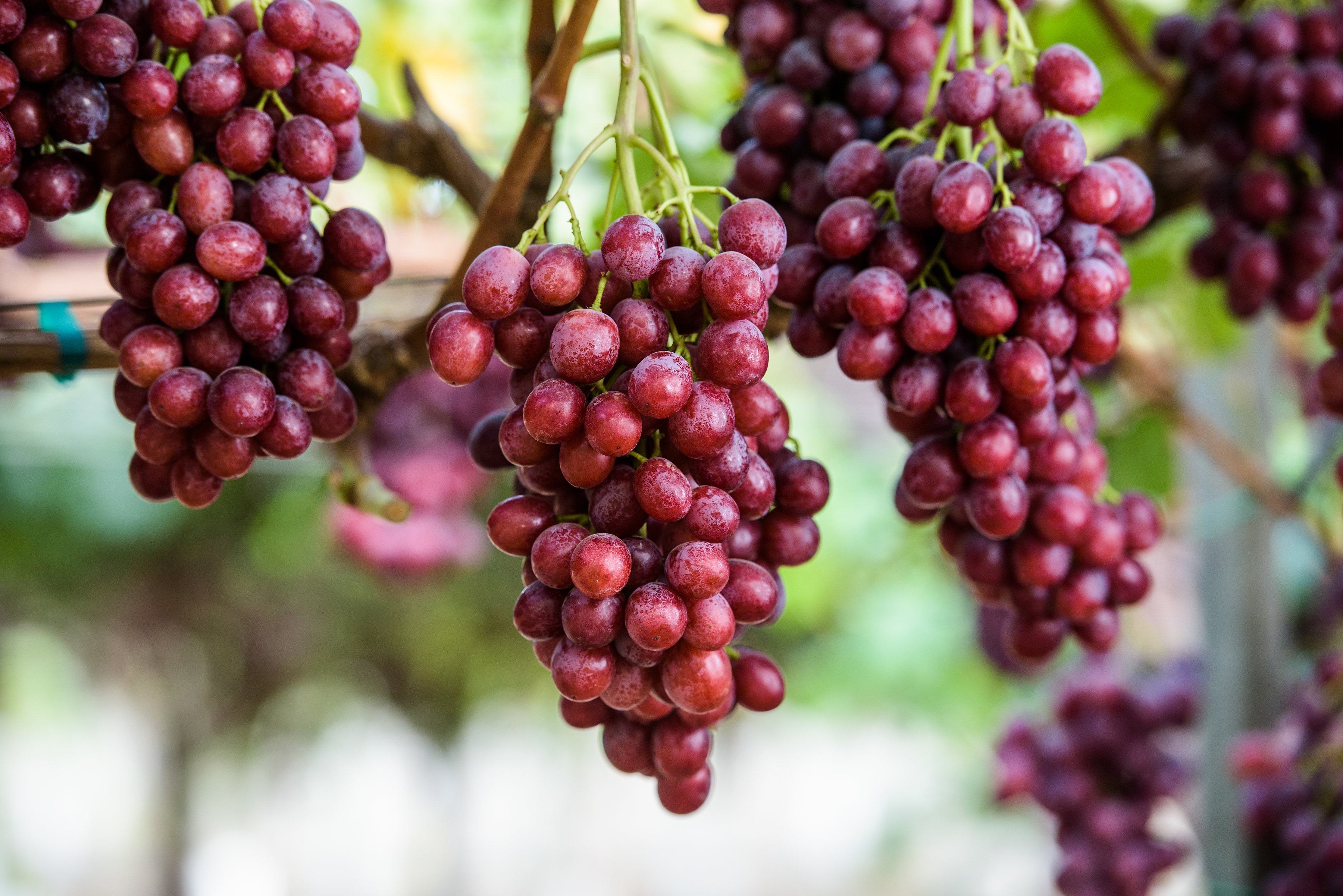 Indian development, global expansion and new varieties: Grapa talks ...