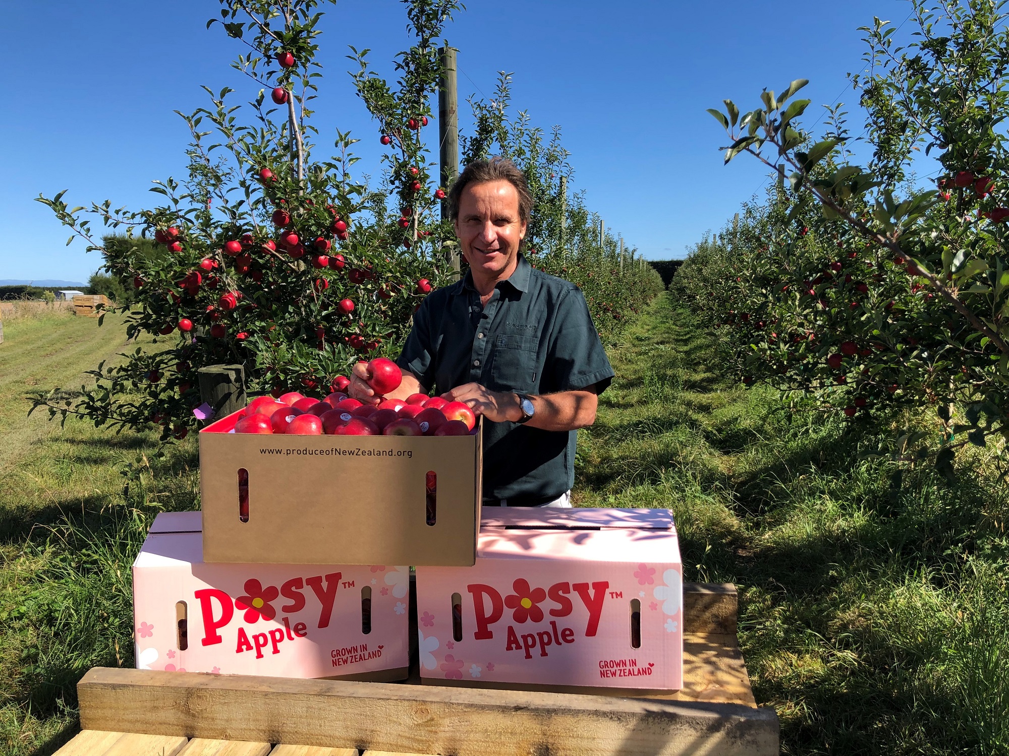 Could early sweet apple 'Posy' herald rosy future for NZ growers ...