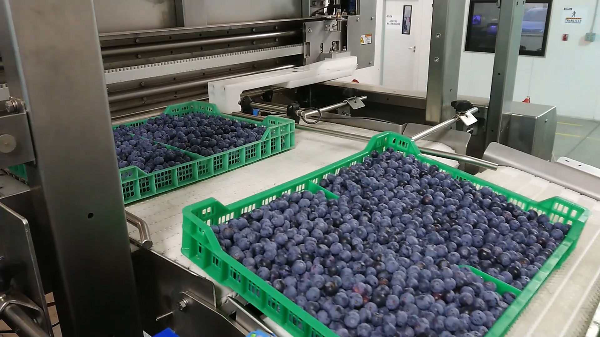 New Tray Tipper automates fruit delivery into KATO260 blueberry sorter ...