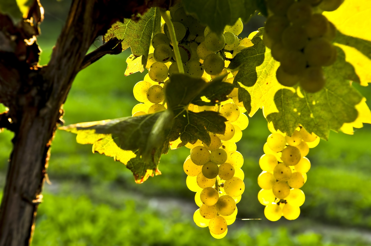 Chilean table grape season wrapping up - FreshFruitPortal.com