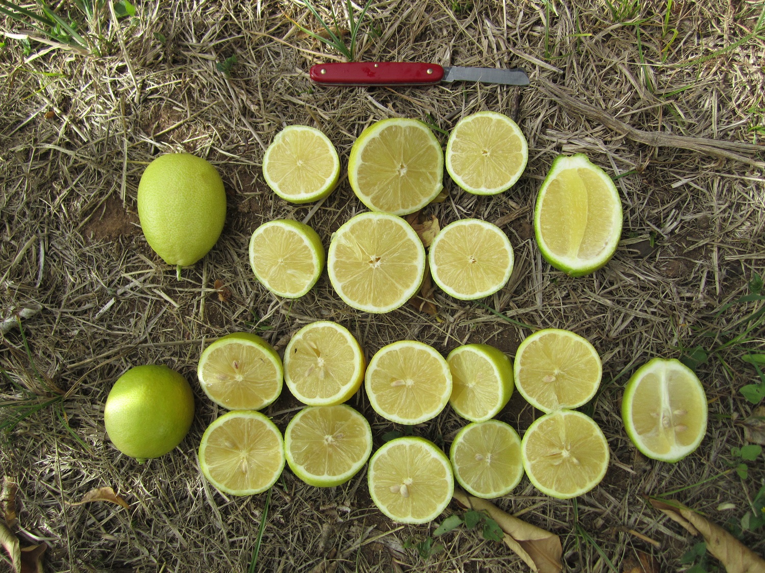Seedless lemon brand LemonGold launches in South Africa ...