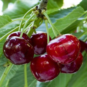 Washington cherries from Rainier Fruit - The taste of summer from the ...