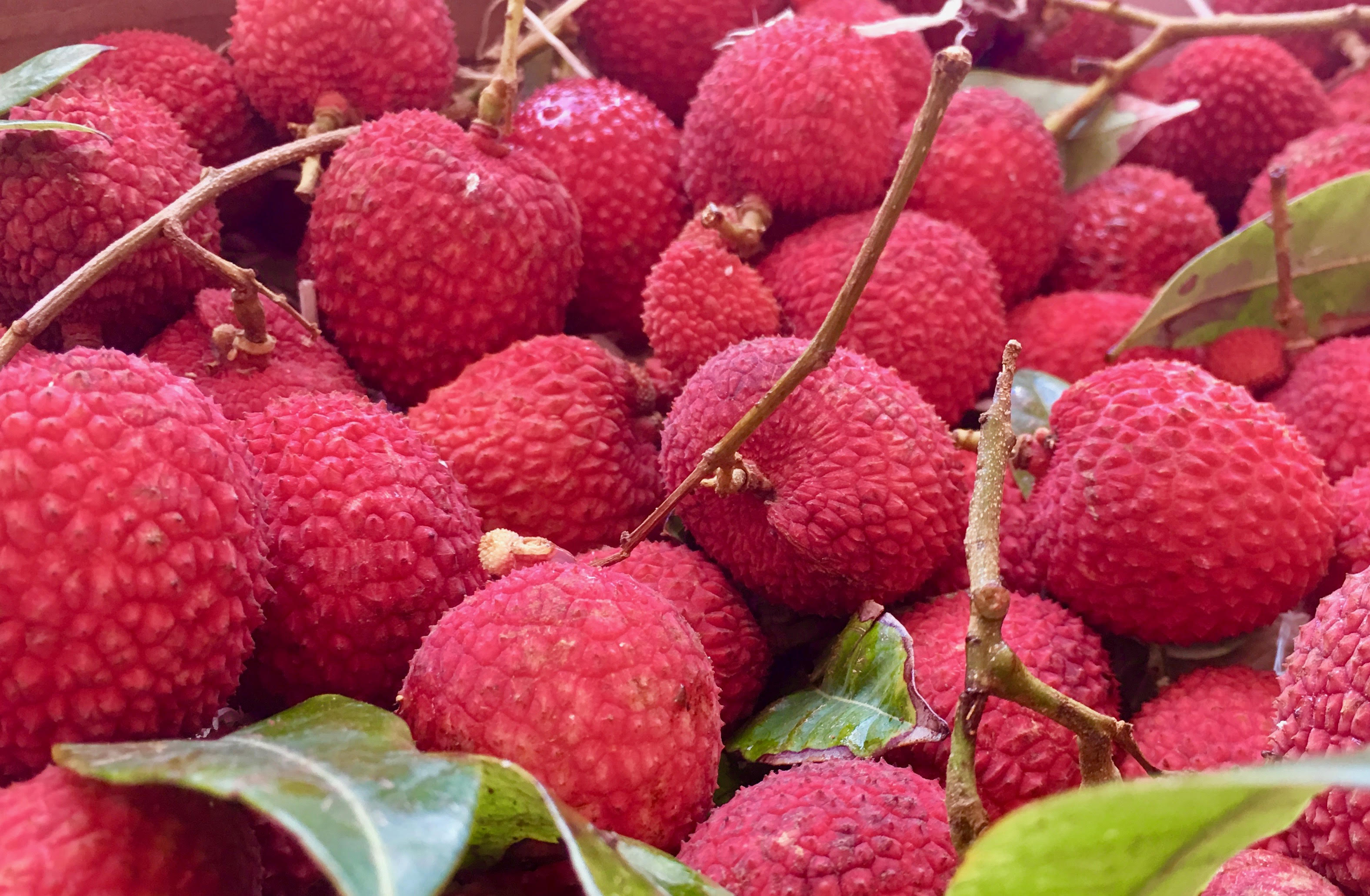 India: Over 150 die from 'brain fever' linked to lychee ...