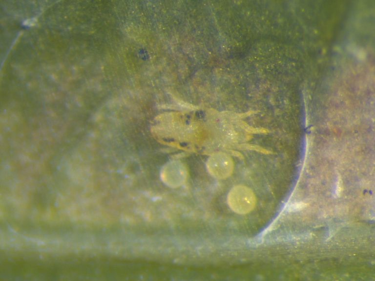How California avocado growers keep Persea mites at bay
