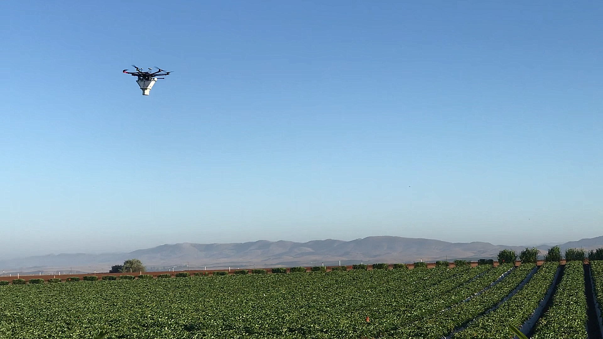 UAV-IQ, Koppert partner for aerial biocontrol - FreshFruitPortal.com