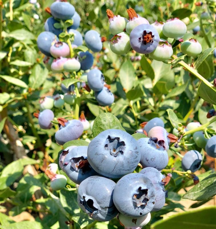 Blueberries in Charts: Chilean blueberries see lowest prices in 20 ...