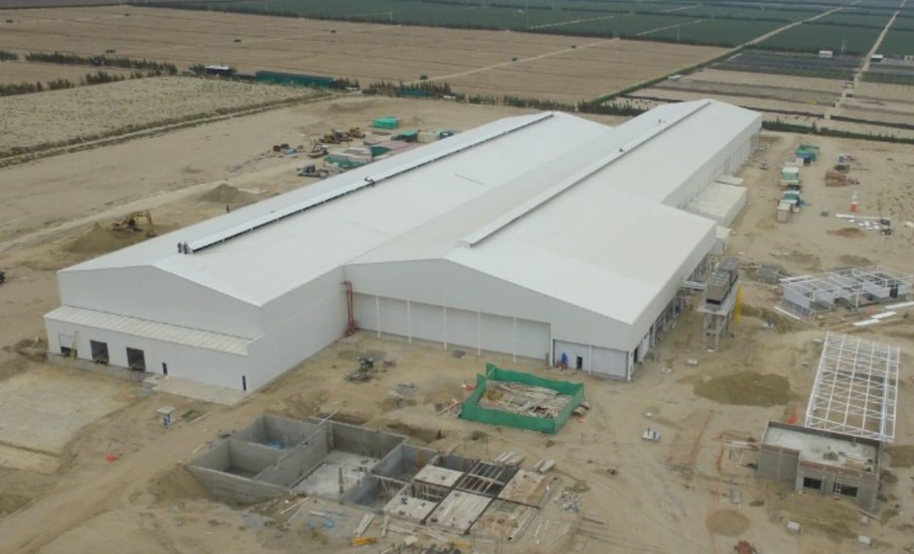 Agro Vision blueberries: Transforming lands, Transforming lives ...