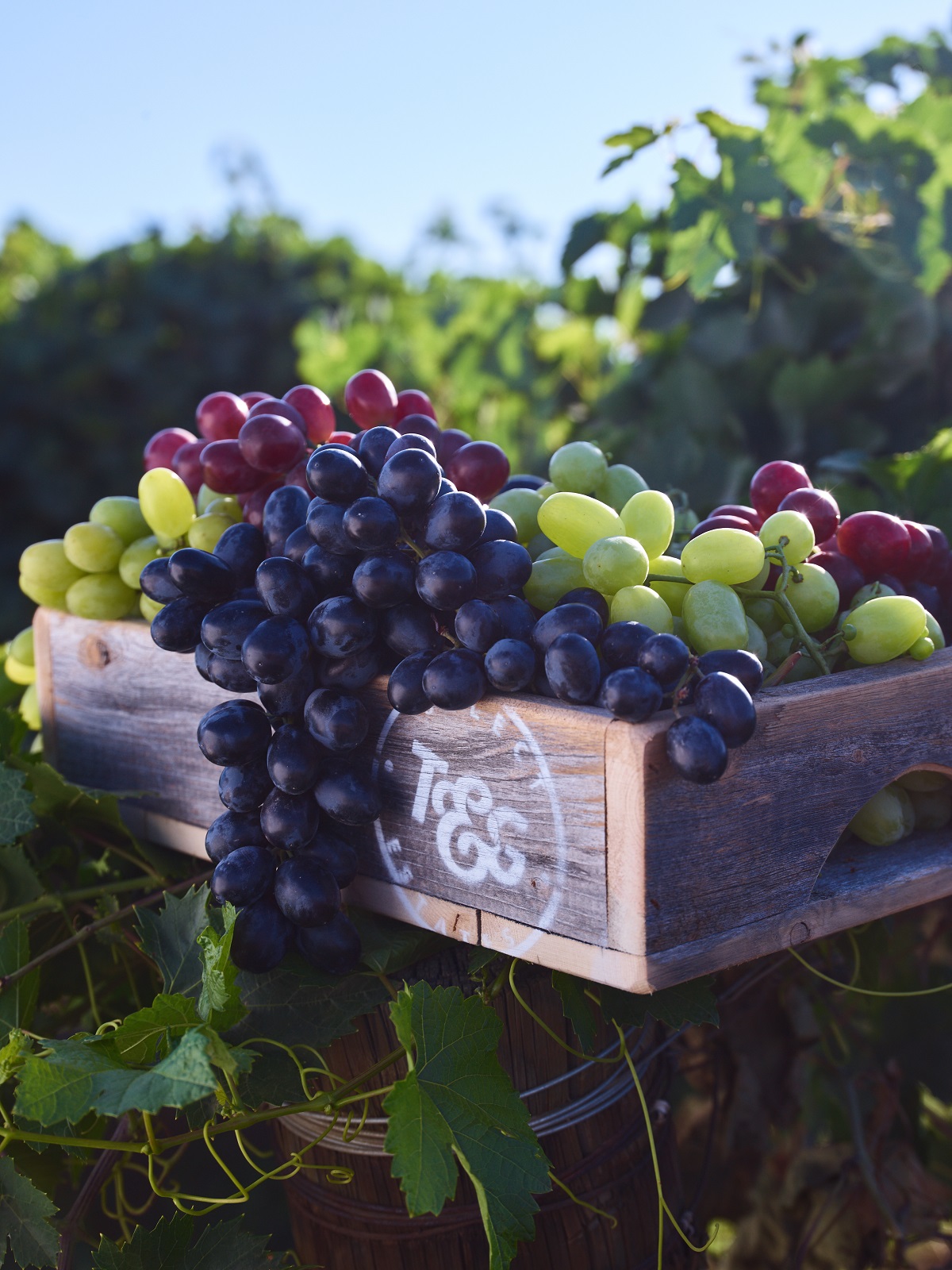 T&G Global eyes uptick in branded grape sales- FreshFruitPortal.com