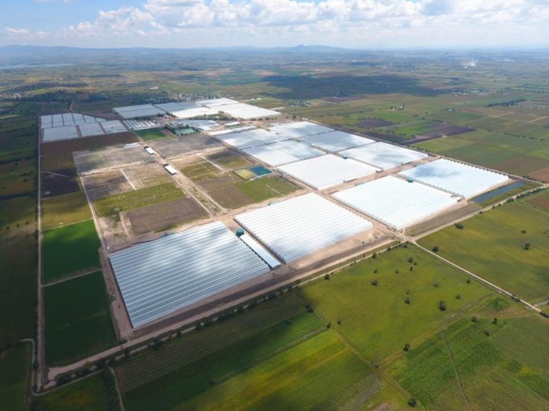 Mexican greenhouse grower Agrizar to supply Mastronardi BerryWorld ...