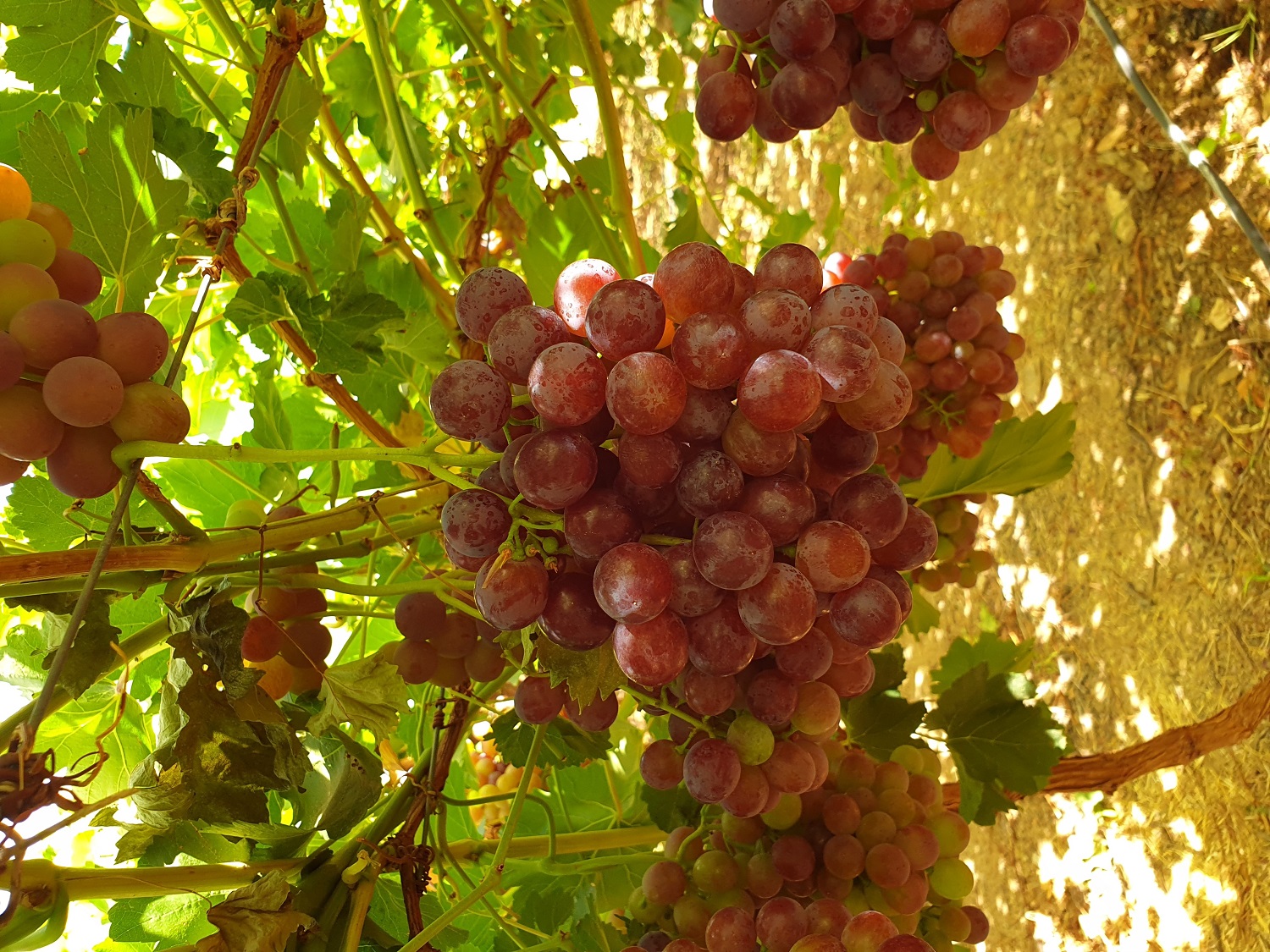 European table grape market stronger than last year - FreshFruitPortal.com