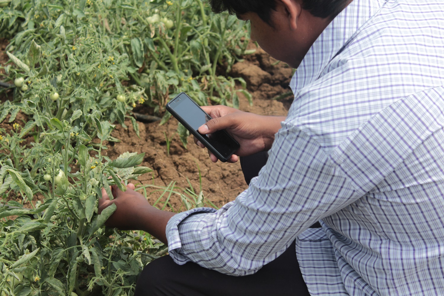 Crop doctor app Plantix fills small-holder farmer advisory gap and ...
